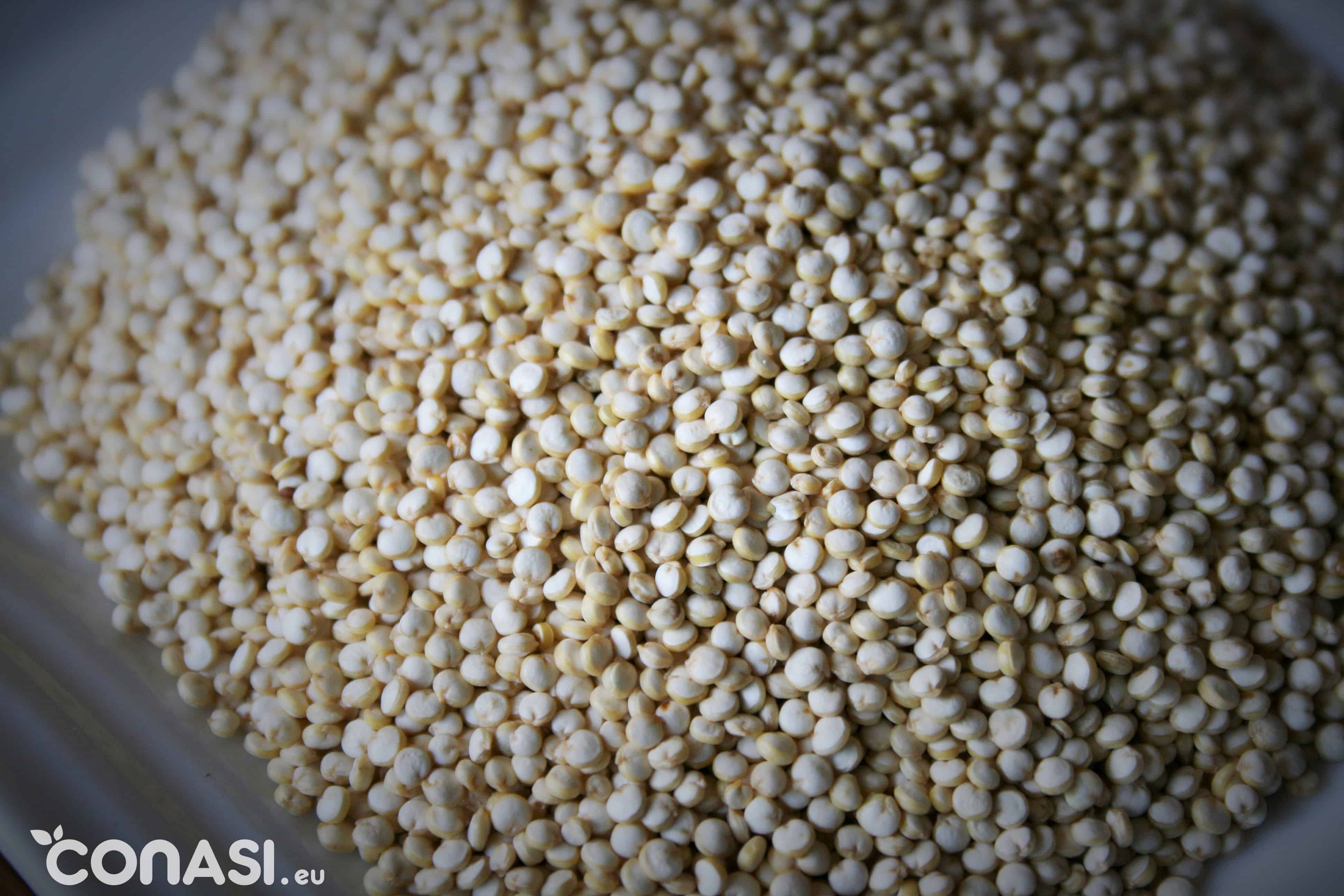 Quinoa - Descubre las variedades y propiedades que tiene